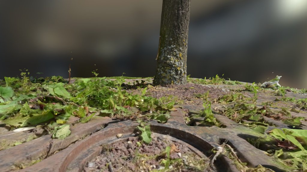 3D Scan Tree - 3D model by jan.mentzel [87a09a7] - Sketchfab