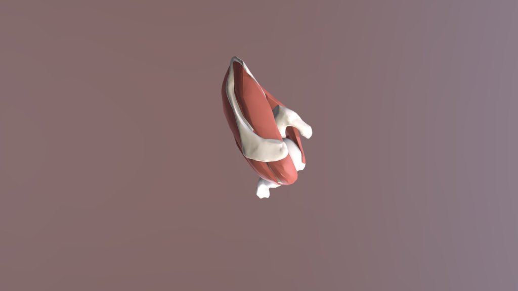 Anatomy - A 3D model collection by fwdmovement - Sketchfab