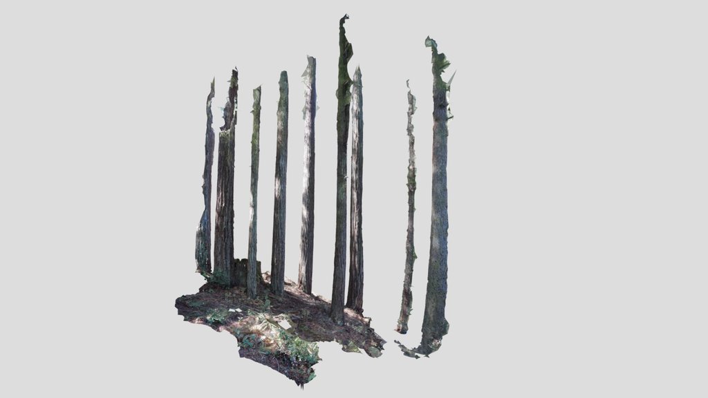 tree scans - A 3D model collection by Ascension Studios ...