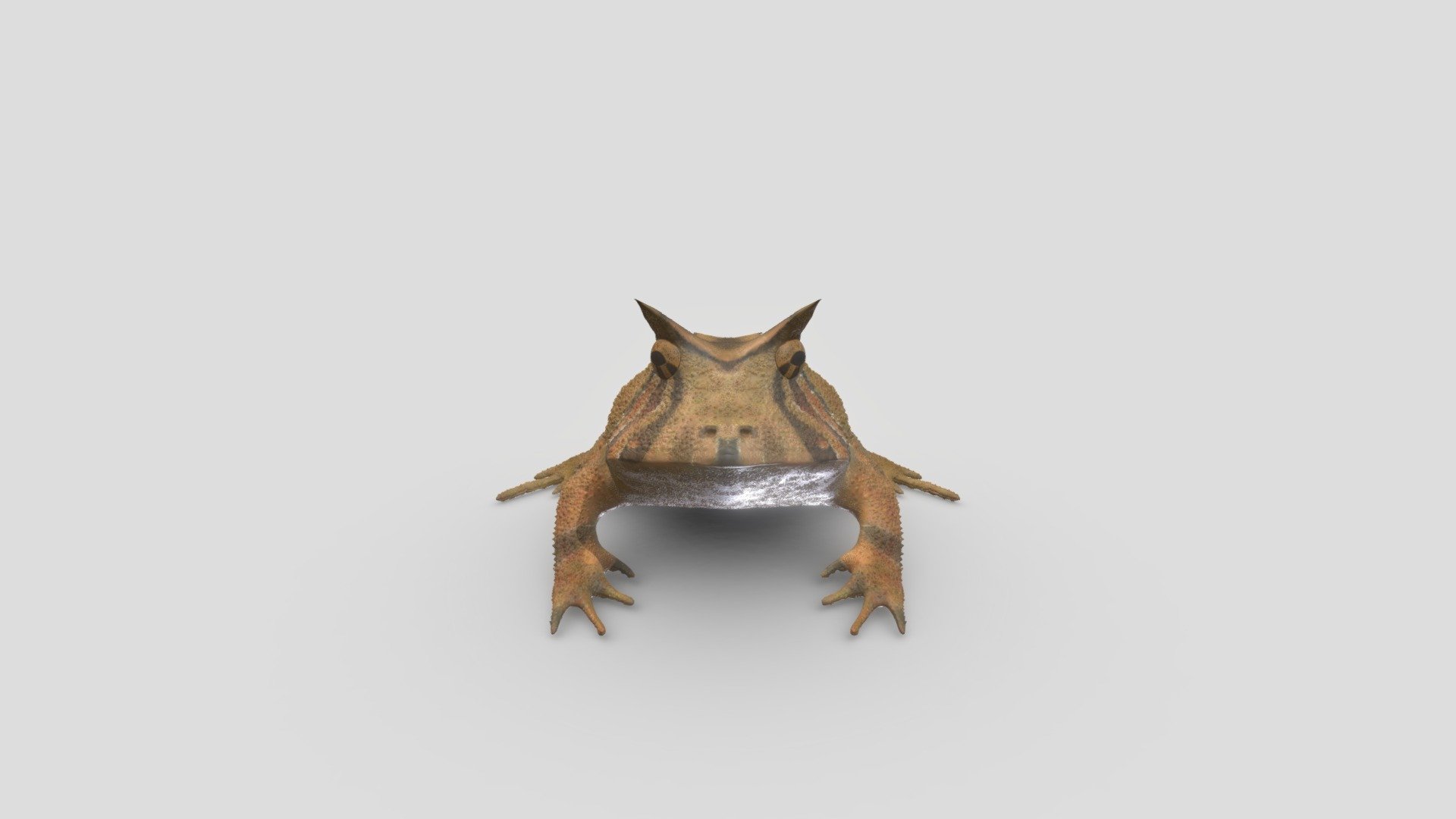 Horned toad (Proceratophrys boiei) - 3D model by rafaanholeto [87af99f ...