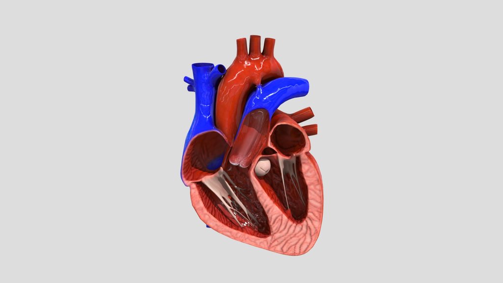 Medical - A 3D model collection by winterhood - Sketchfab