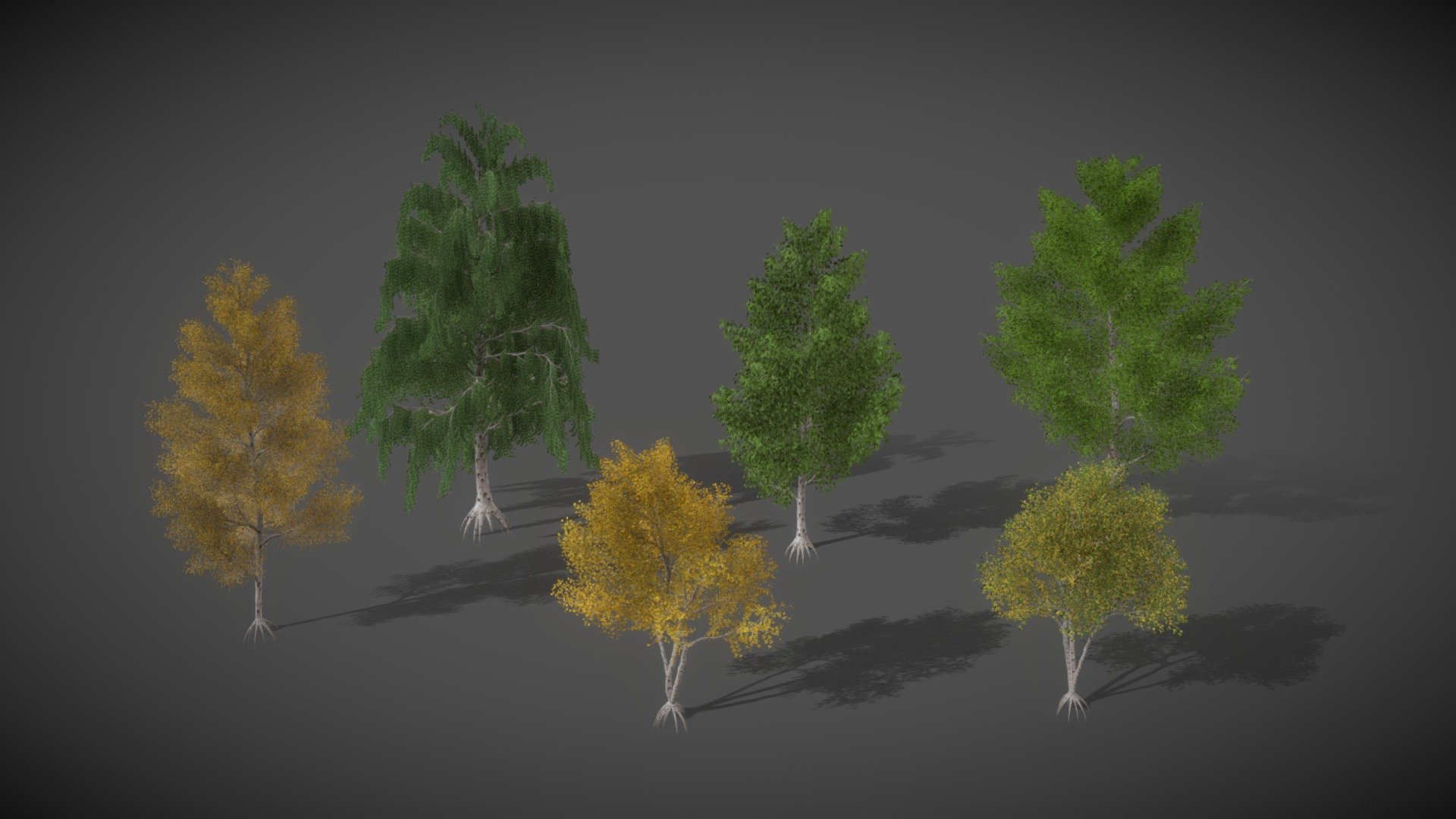 EA03 Betula Papyrifera (Paper Birch) - Buy Royalty Free 3D model by ...