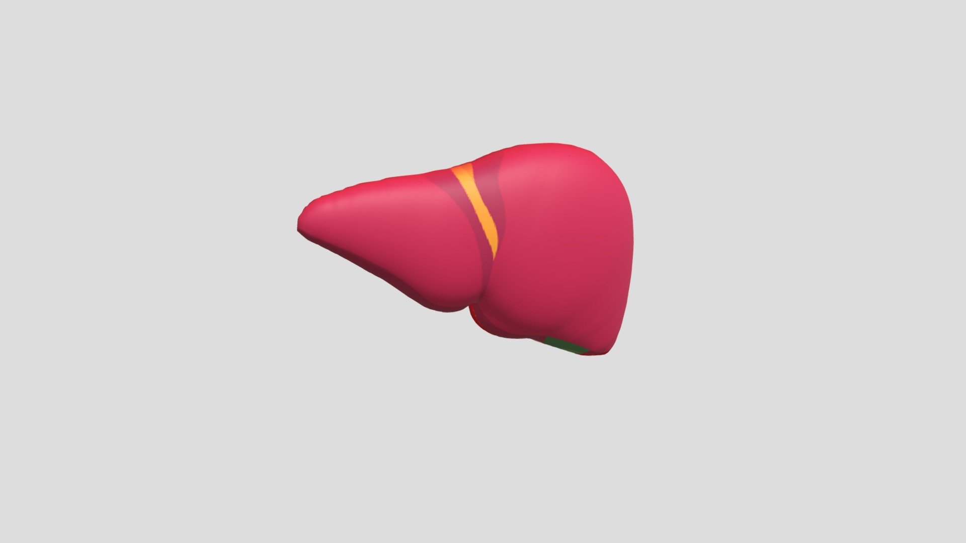 Liver 3d - Download Free 3D model by Shafa07 [87c8e7e] - Sketchfab