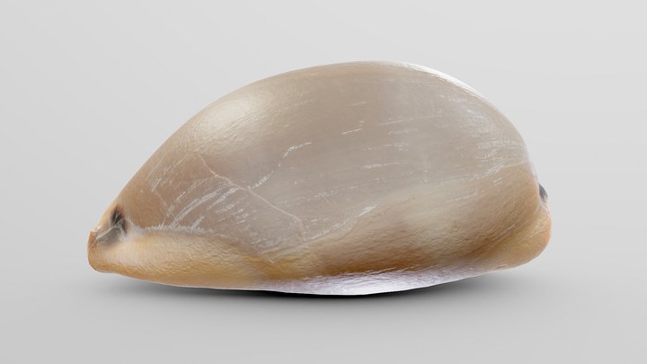 Cowrie-shell 3D models - Sketchfab