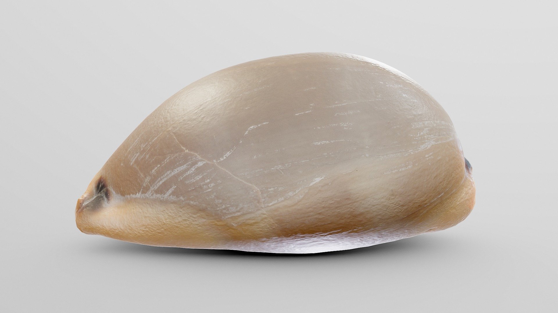 Measled Cowrie Sea Shell - Buy Royalty Free 3D model by Drakery ...