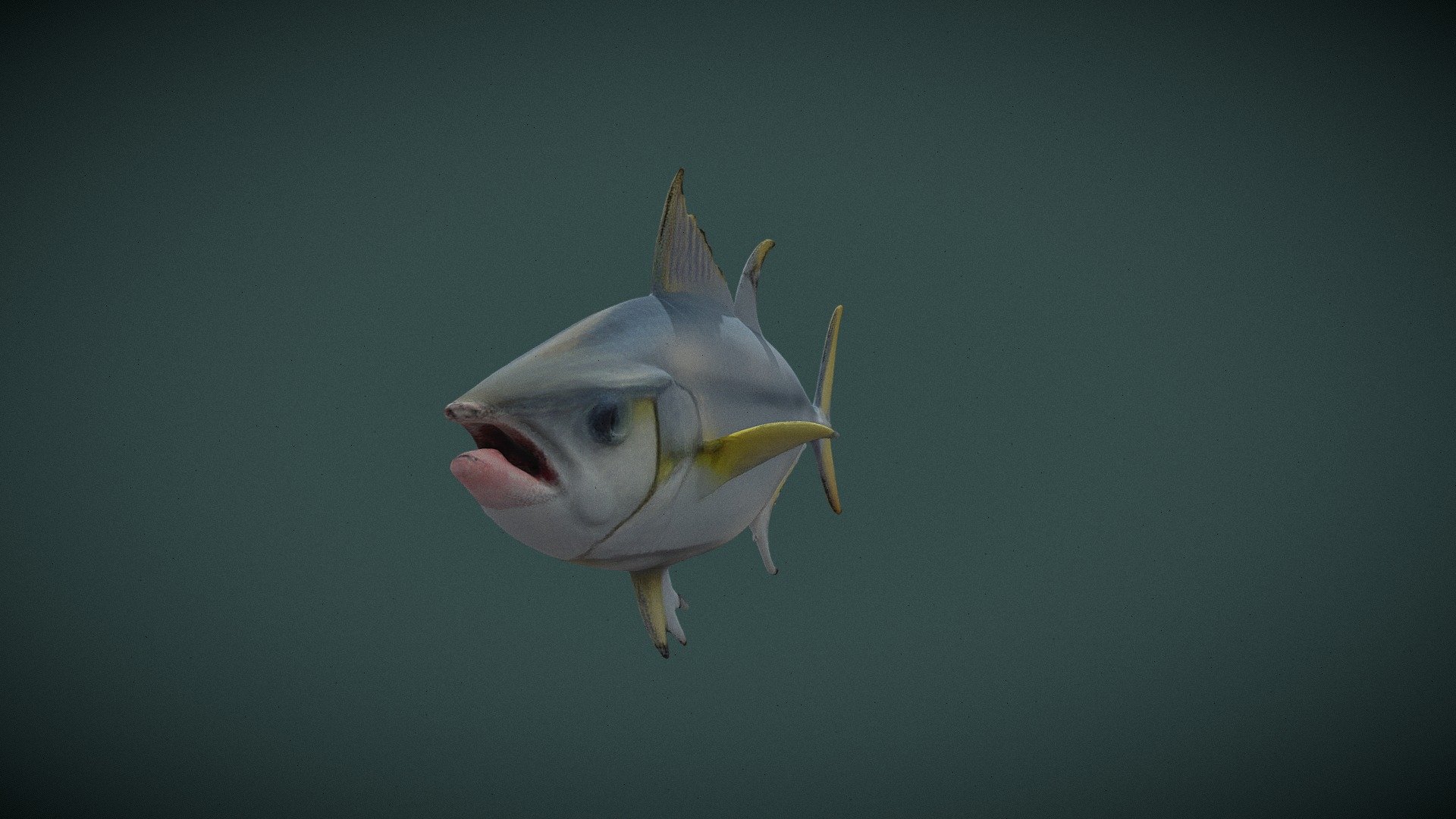 Yellowfin Tuna - 3D model by adboris [87cecf6] - Sketchfab