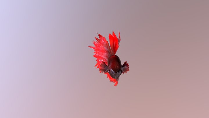 Betta-fish 3D models - Sketchfab