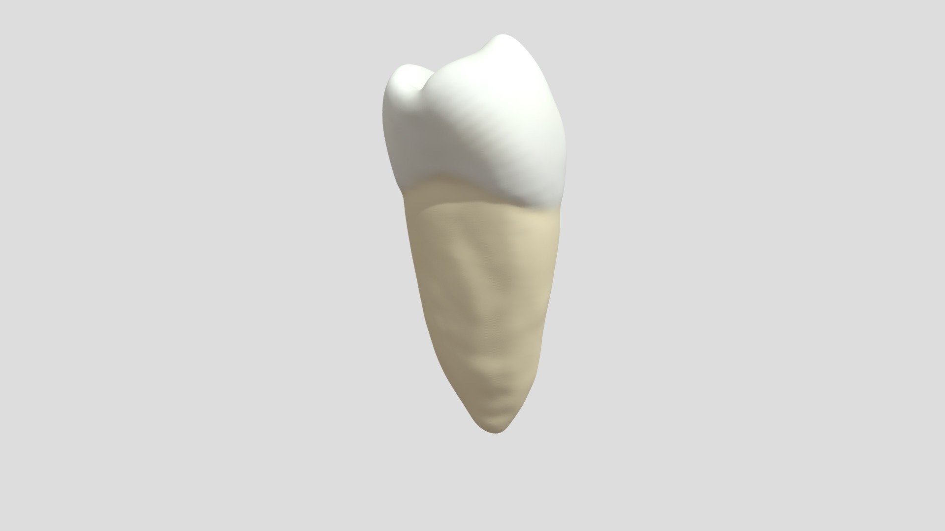 mandibular-left-second-premolar - Download Free 3D model by Youssef.Al ...