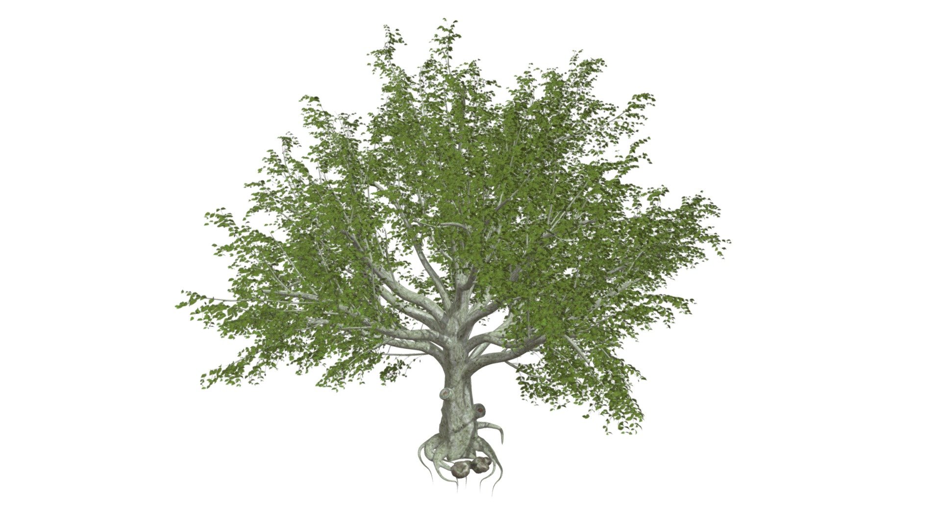American Beech Tree #01 - Buy Royalty Free 3D model by meshshape ...
