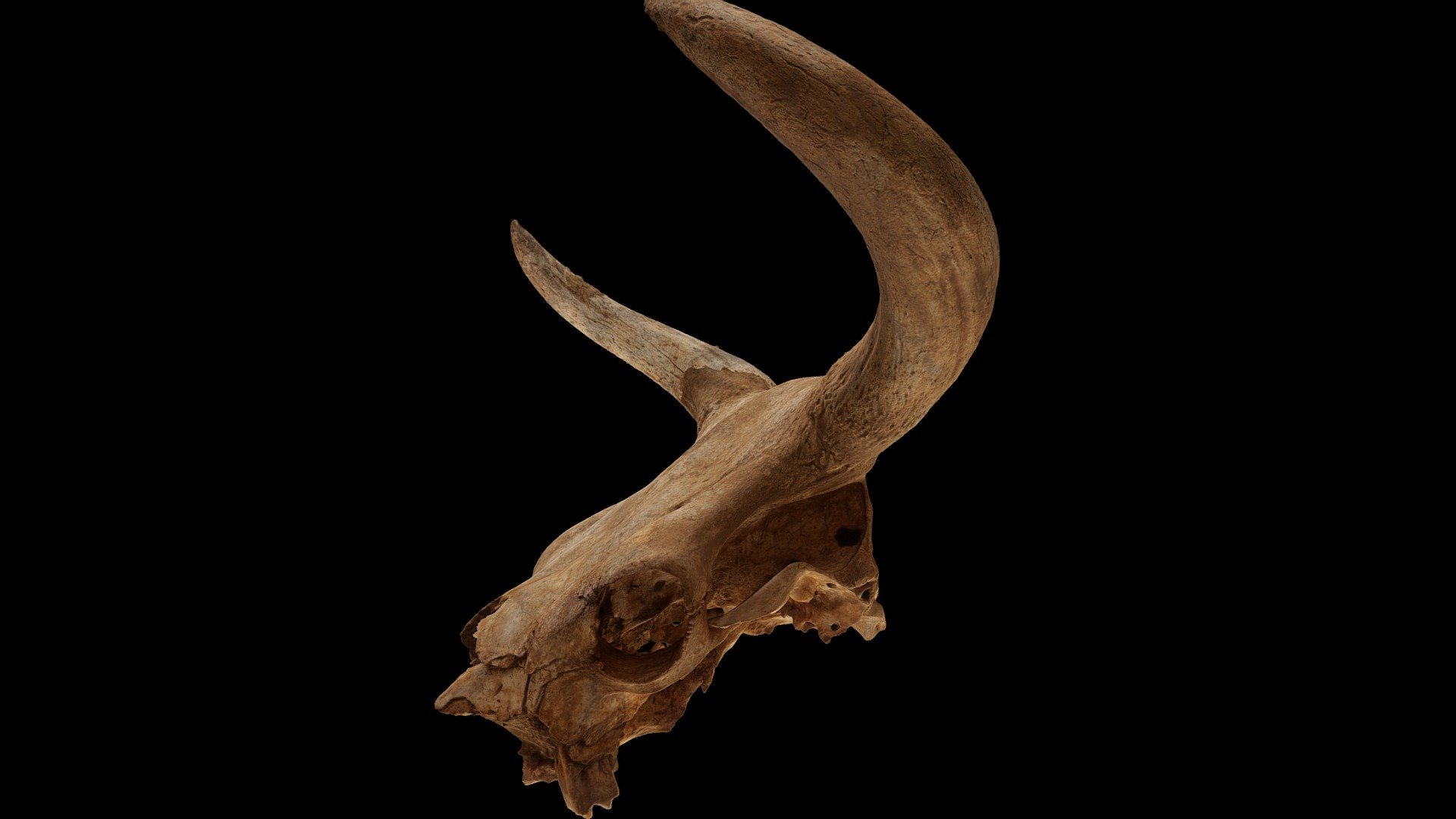 Aurochs - 3D model by ArcheoShare (@e.rachid) [87e1871] - Sketchfab
