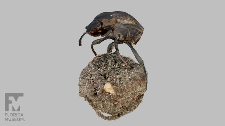 Poop 3D models - Sketchfab