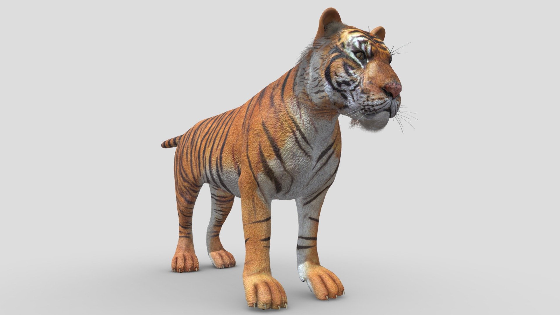 Tiger - 3D model by 1225659838@qq.com (@Novaky) [87f76e0] - Sketchfab