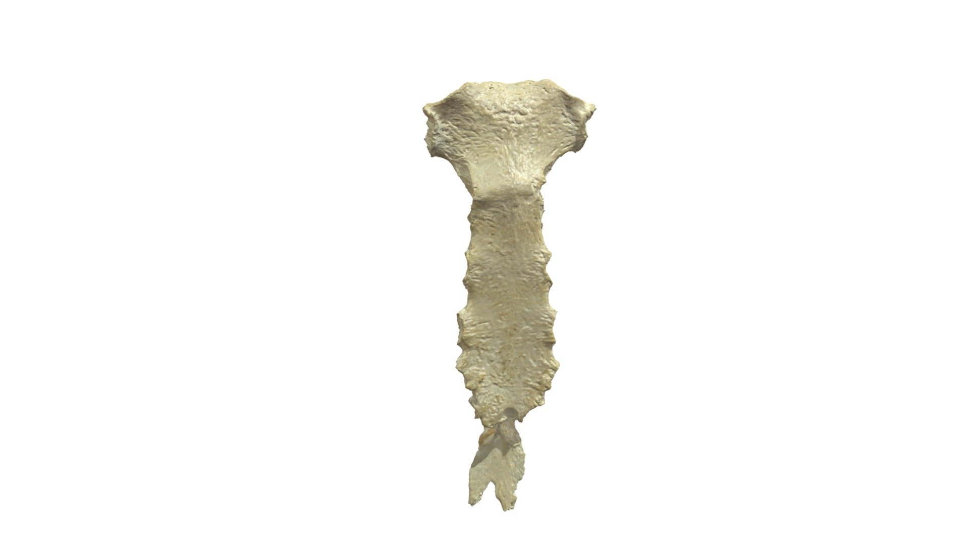 Sternum-model - 3D model by Universiteit Antwerpen (@marjanmaldoy ...