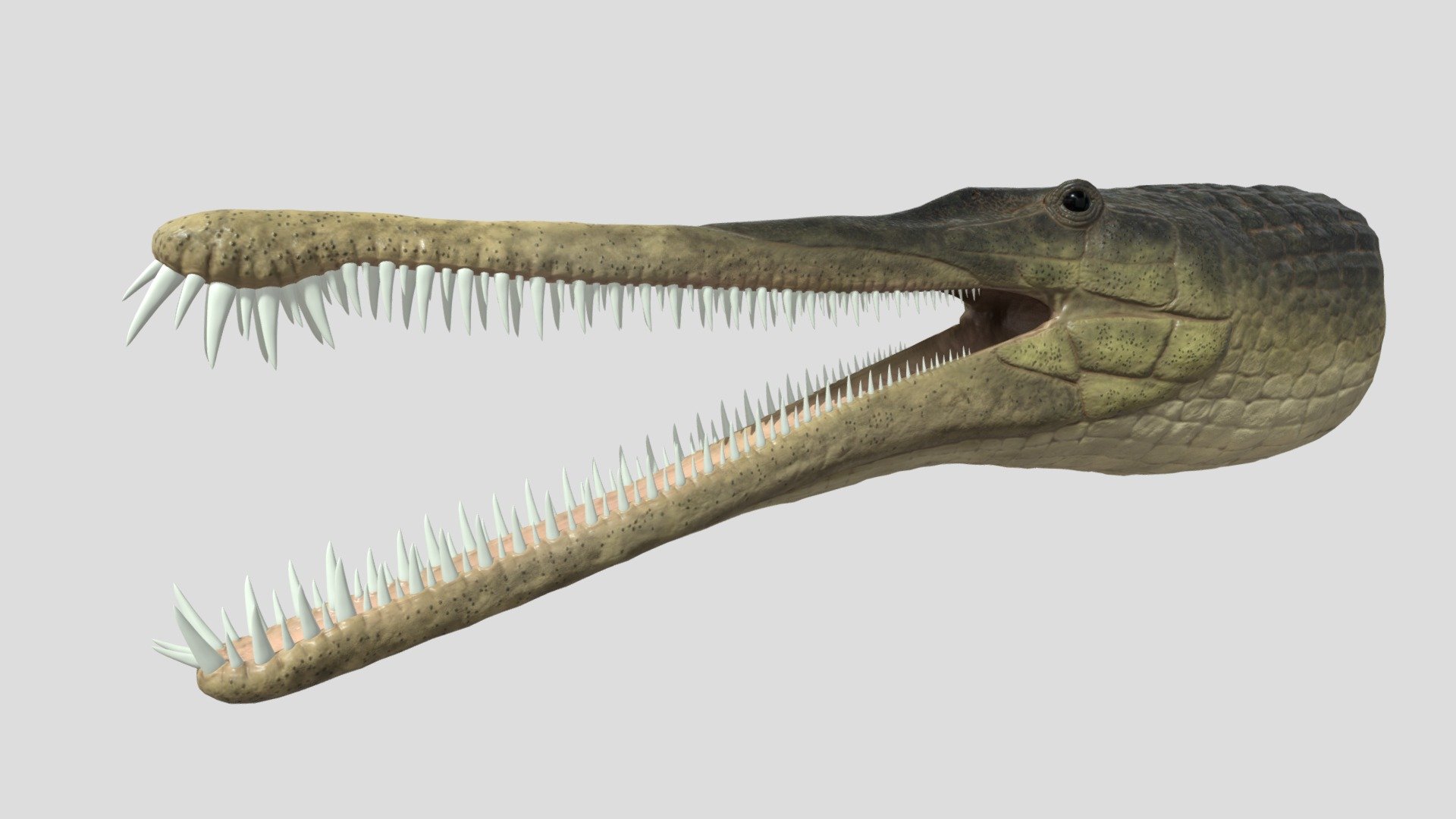 Fictional Reptile Model - FMP Final Product - 3D model by ...