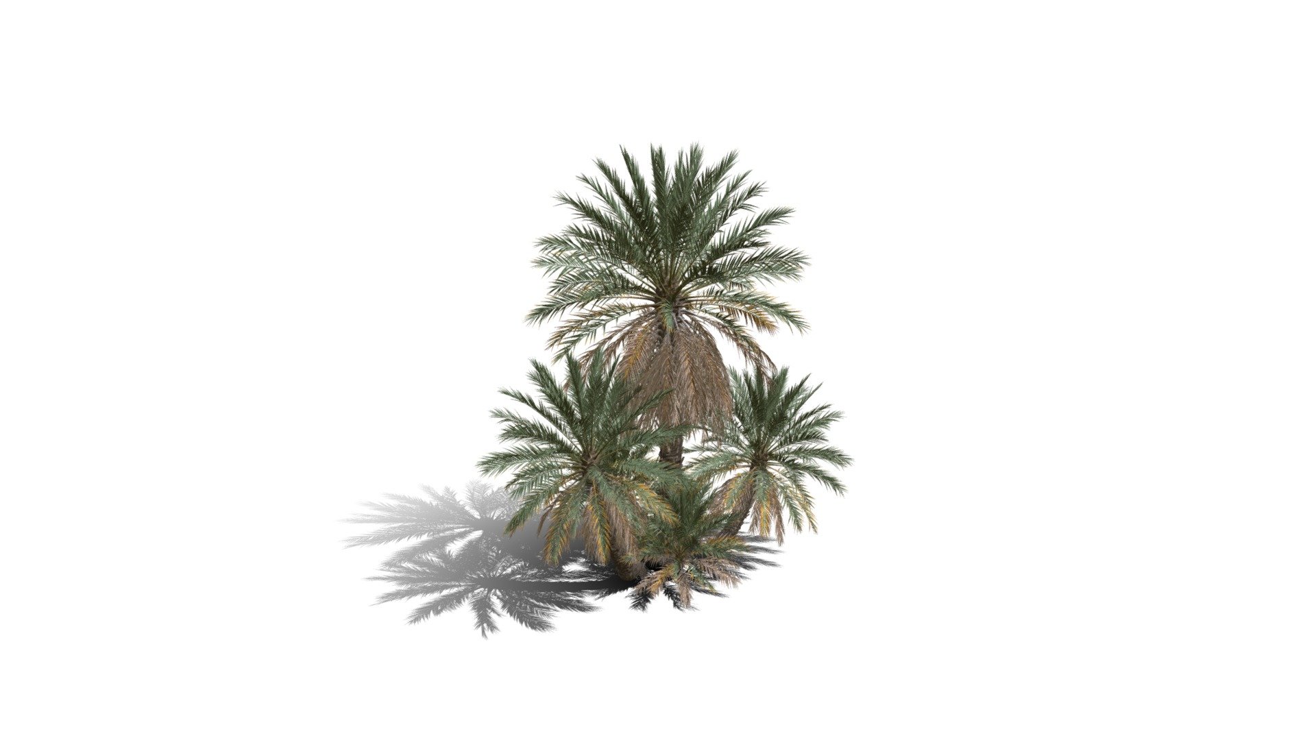 Realistic HD Date palm (36/78) - Download Free 3D model by PlantCatalog ...