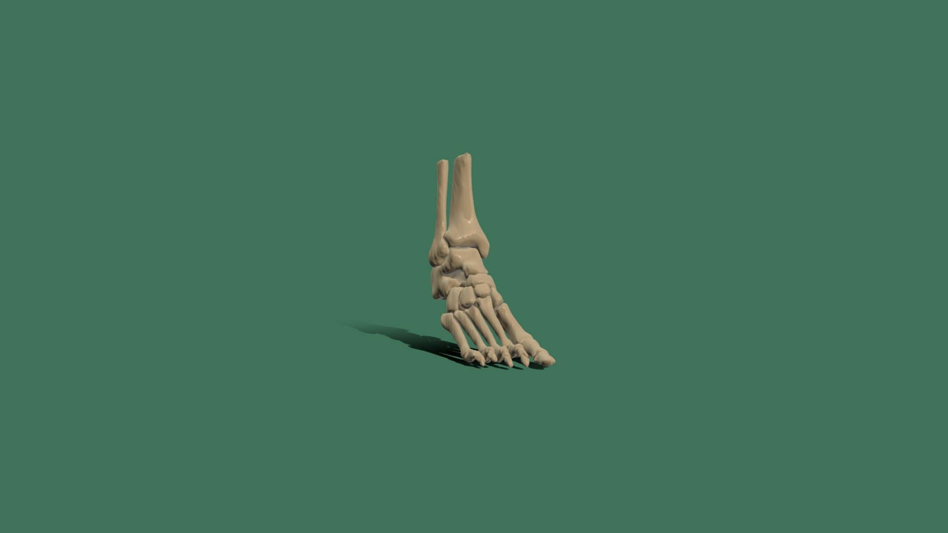 Foot & Ankle - Download Free 3D model by kaco6446 [8806a14] - Sketchfab