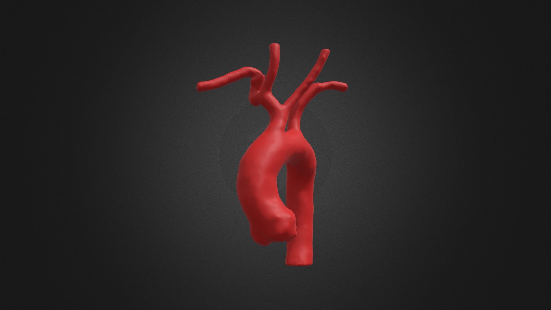 Long Common Brachiocephalic Trunk - 3D model by yuhuihuang [8808a33 ...
