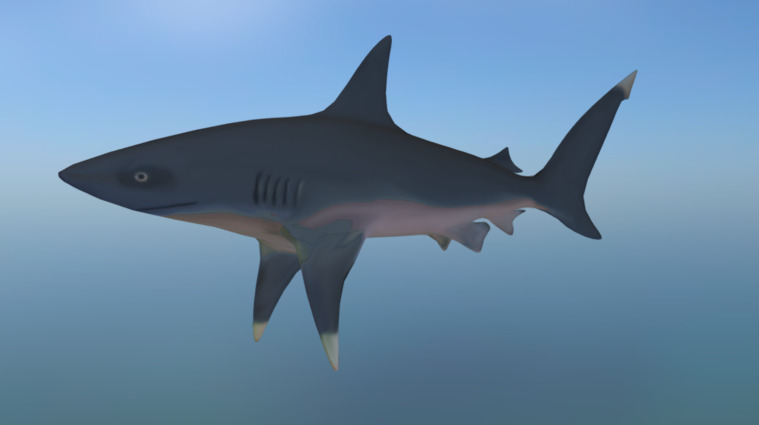 shark - 3D model by leguanstachel [881224e] - Sketchfab
