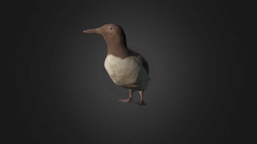 Common Murre - Download Free 3D model by Innovation Studio (@cmp ...
