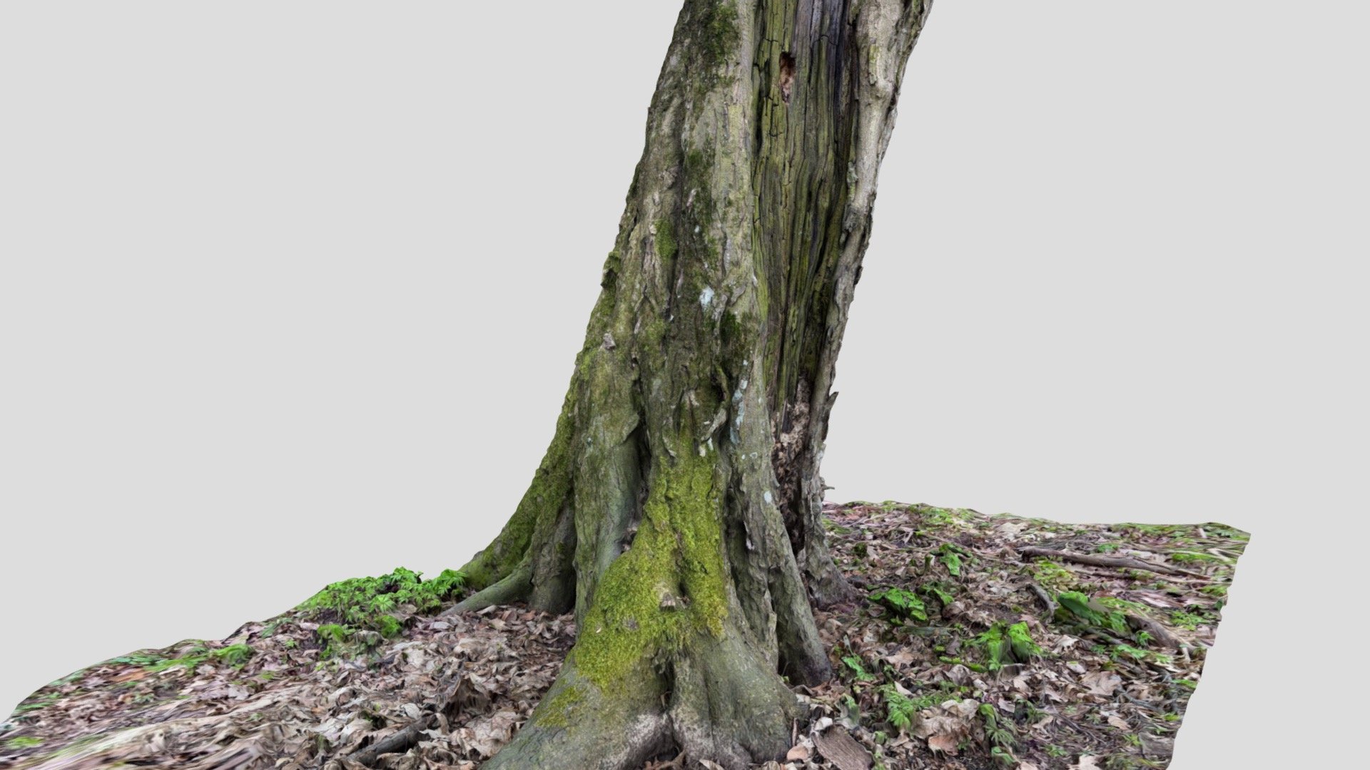 Tree trunk - Download Free 3D model by ScanMe [8819a28] - Sketchfab