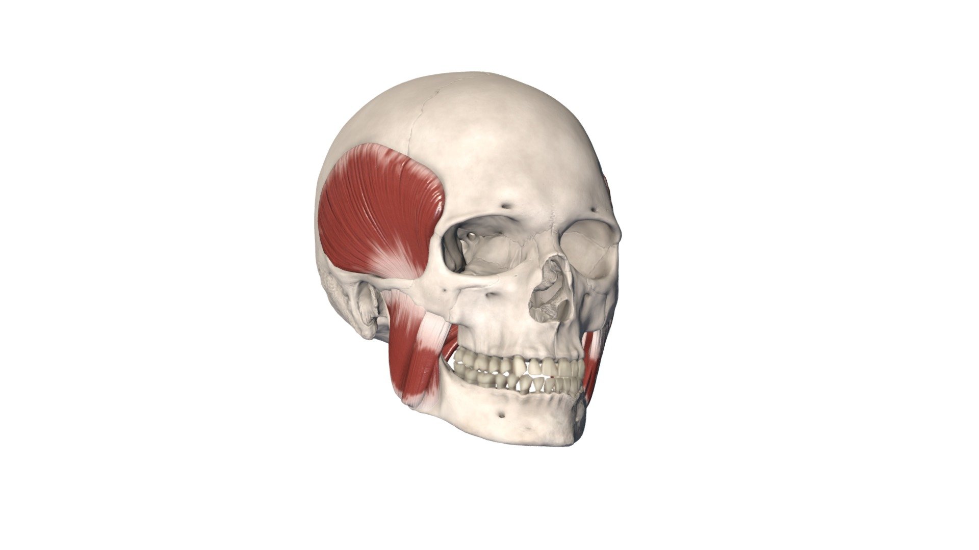 Košanas muskuļi - 3D model by Anatomy Next (@a4s) [8826e39] - Sketchfab