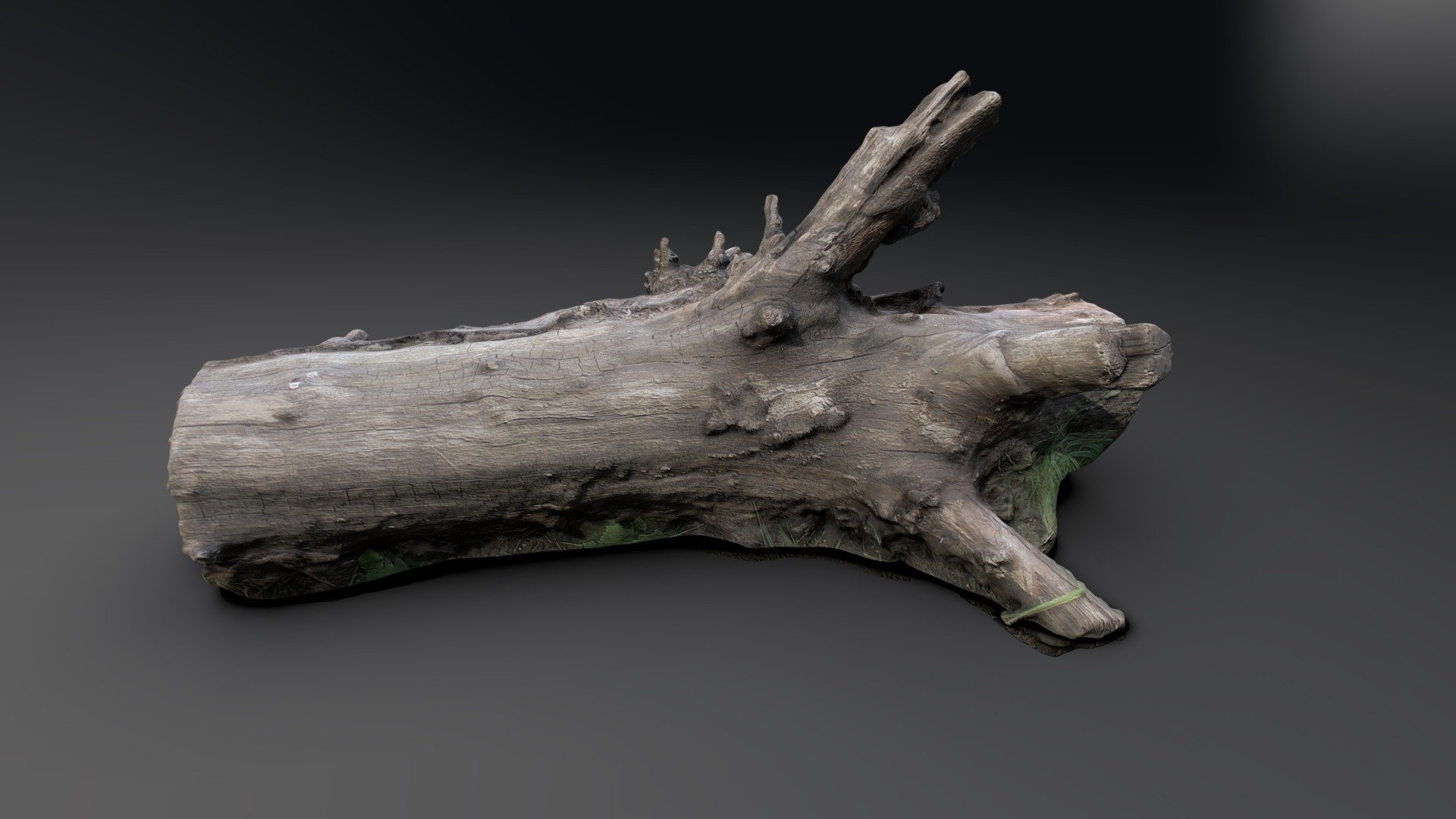 Trunk - 3D model by WIBEHOUSE (@WIBE) [882750a] - Sketchfab