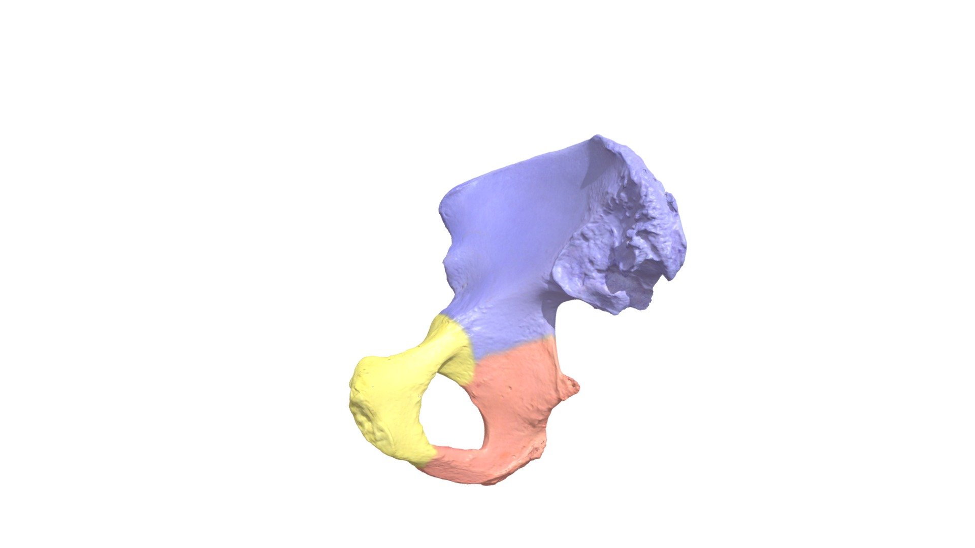Os Coxae - A4 - 3D model by Universiteit Antwerpen (@marjanmaldoy ...