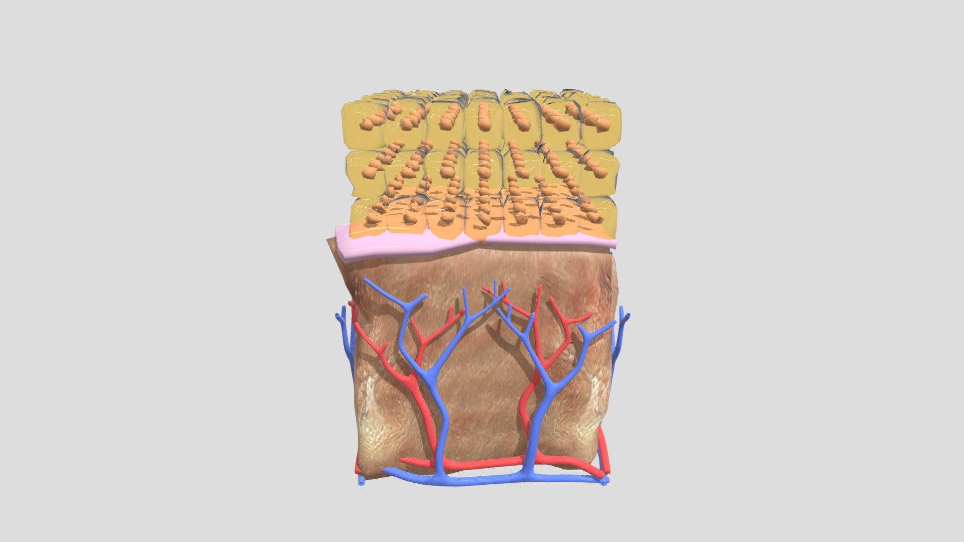 Epithelium Reduced - 3D model by sakuramoto [8846f21] - Sketchfab