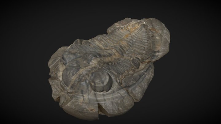 Trilobite 3D models - Sketchfab