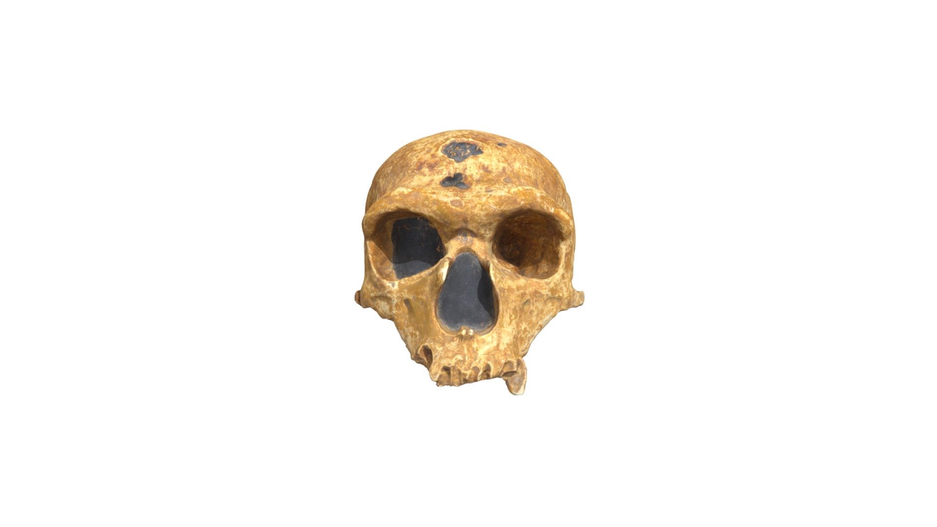 Specimen A1 - Download Free 3D model by GW Anthropology Laboratories ...