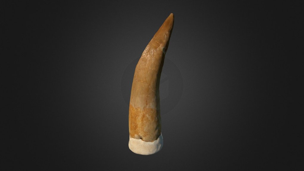 Zarafasaura oceanis Tooth - 3D model by Olof Moleman (@lordtrilobite ...