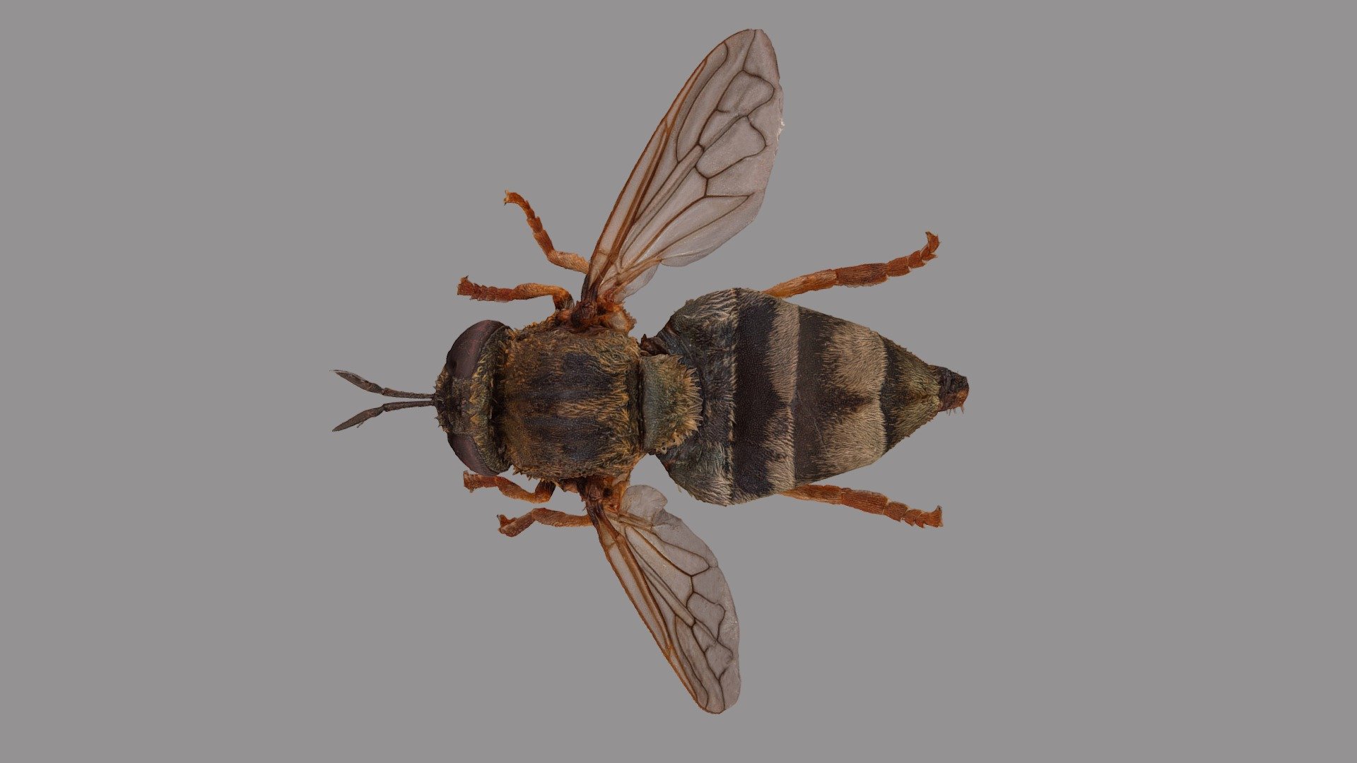 Microdon sp. - 3D model by VirNat [884d814] - Sketchfab