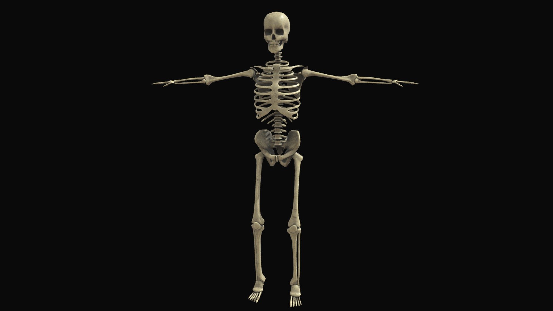 Human Skeleton - 3D model by StasiChi (@anastasiia.chebukina) [884f5e7 ...