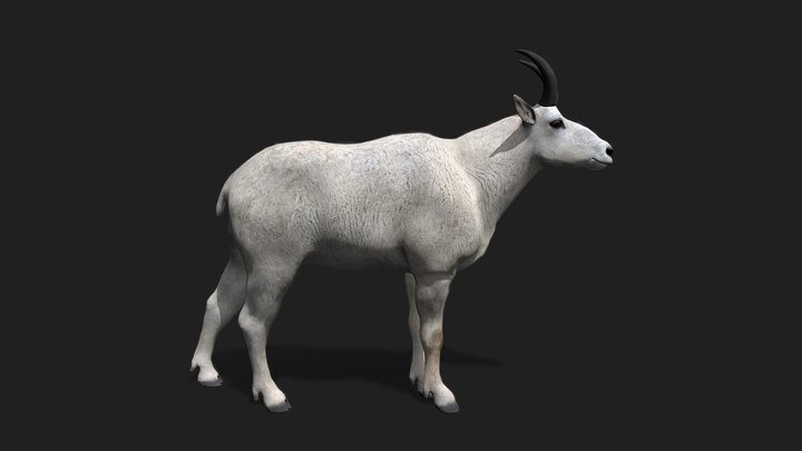 Goat 3D models - Sketchfab