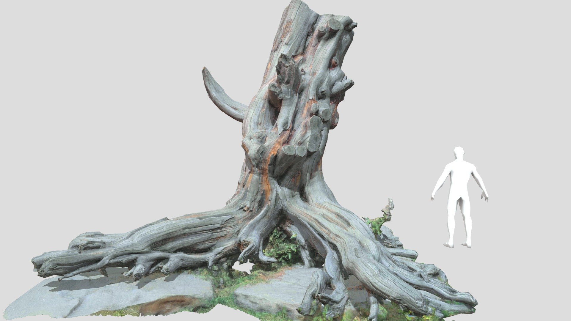 Big Tree Stump Dead Old Scan 3D model - Buy Royalty Free 3D model by ...