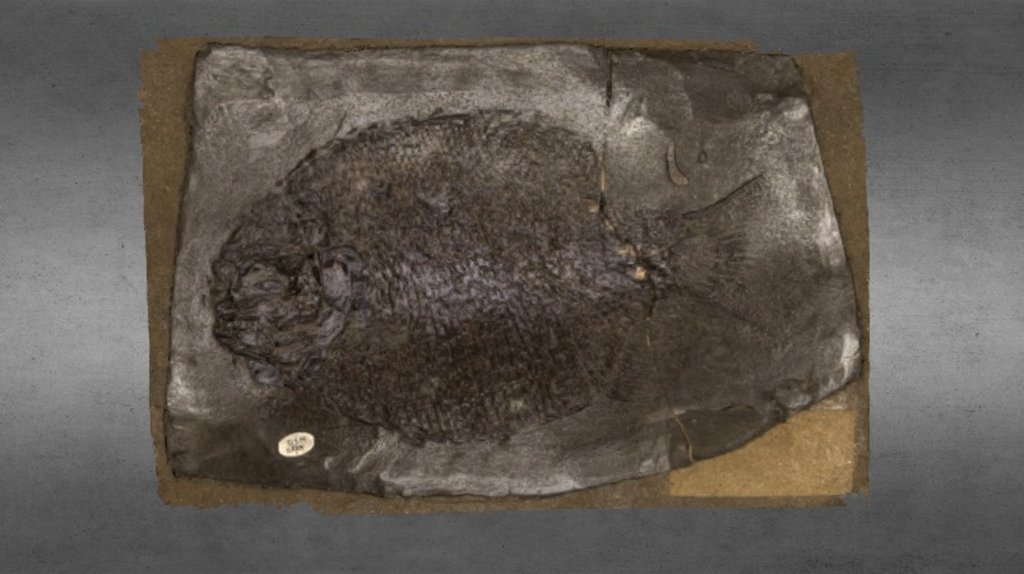 GSM 112714 Dapedium - 3D model by 3d Fossils GB (@3dFossils) [88664a1 ...