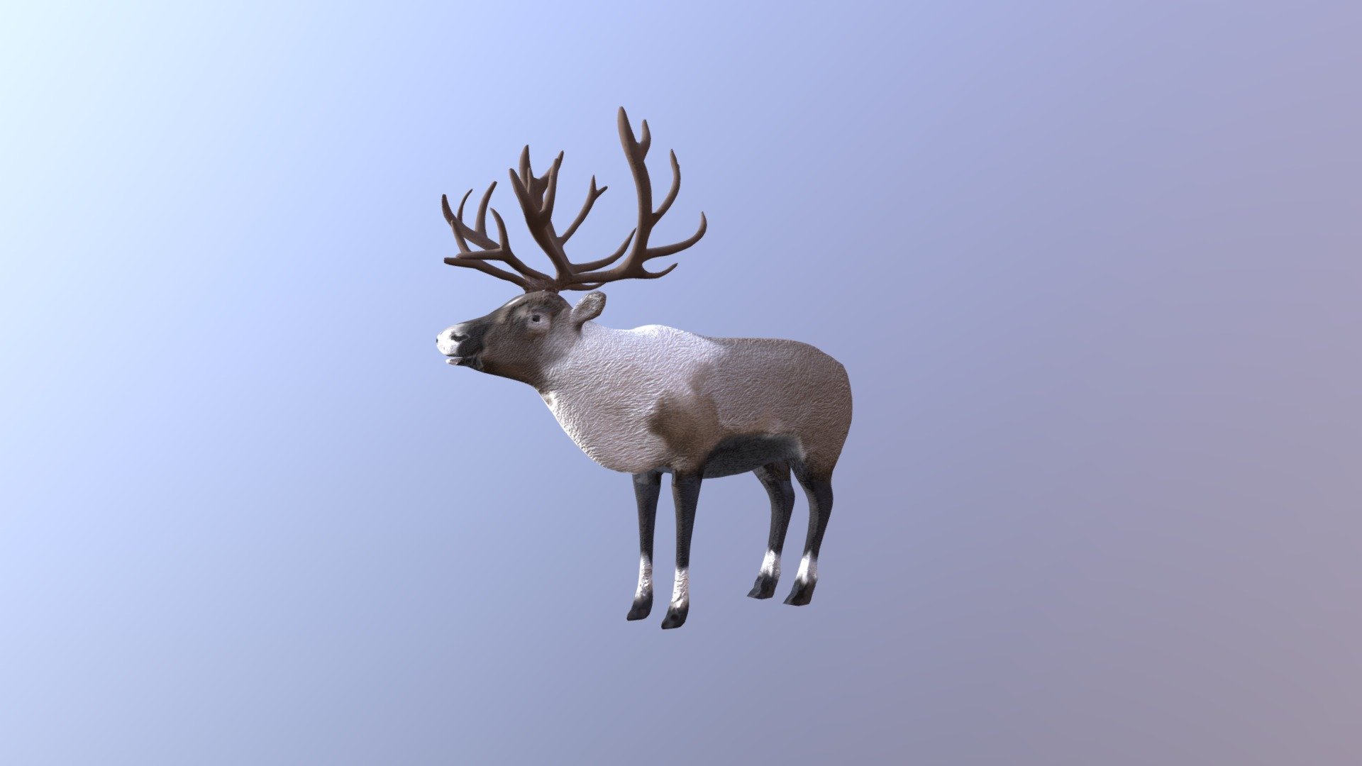 Caribou - 3D model by LadyAbigail [88672f0] - Sketchfab