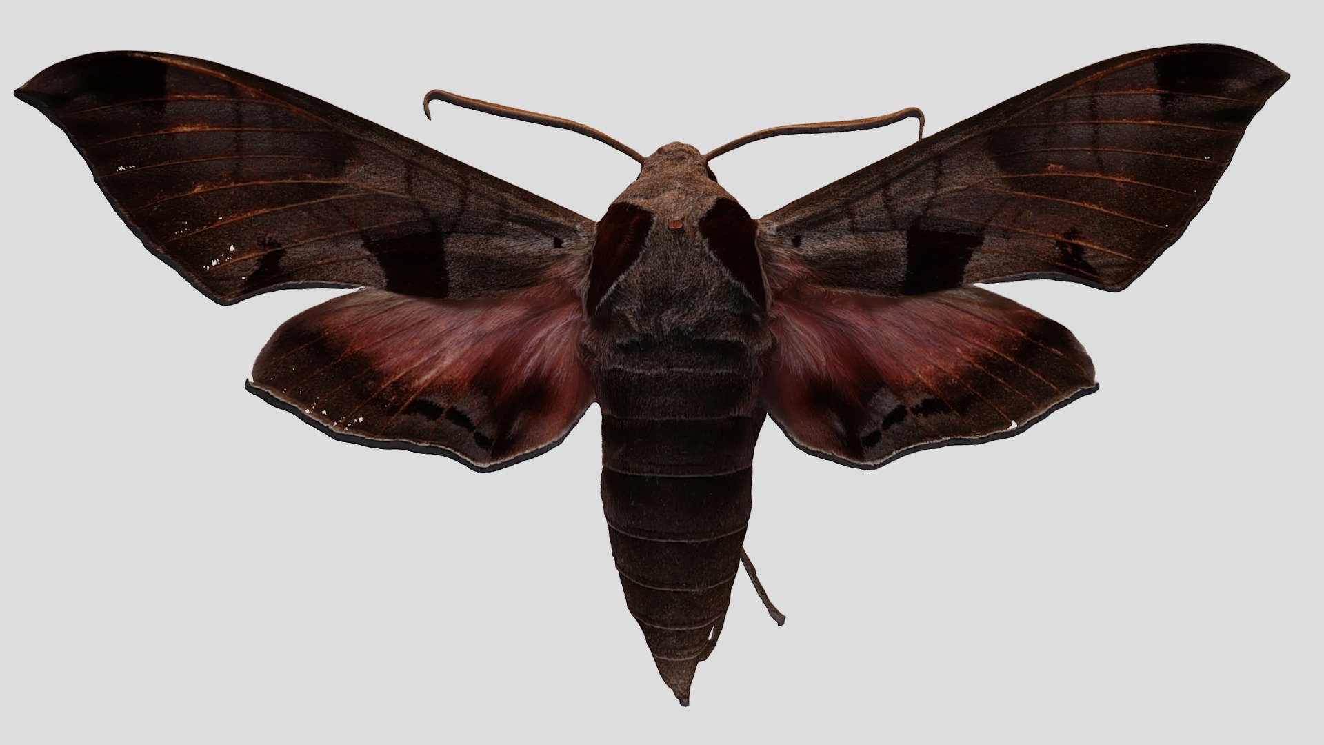 YPM ENT.590524 Lepidoptera: Eumorpha achemon - Download Free 3D model ...