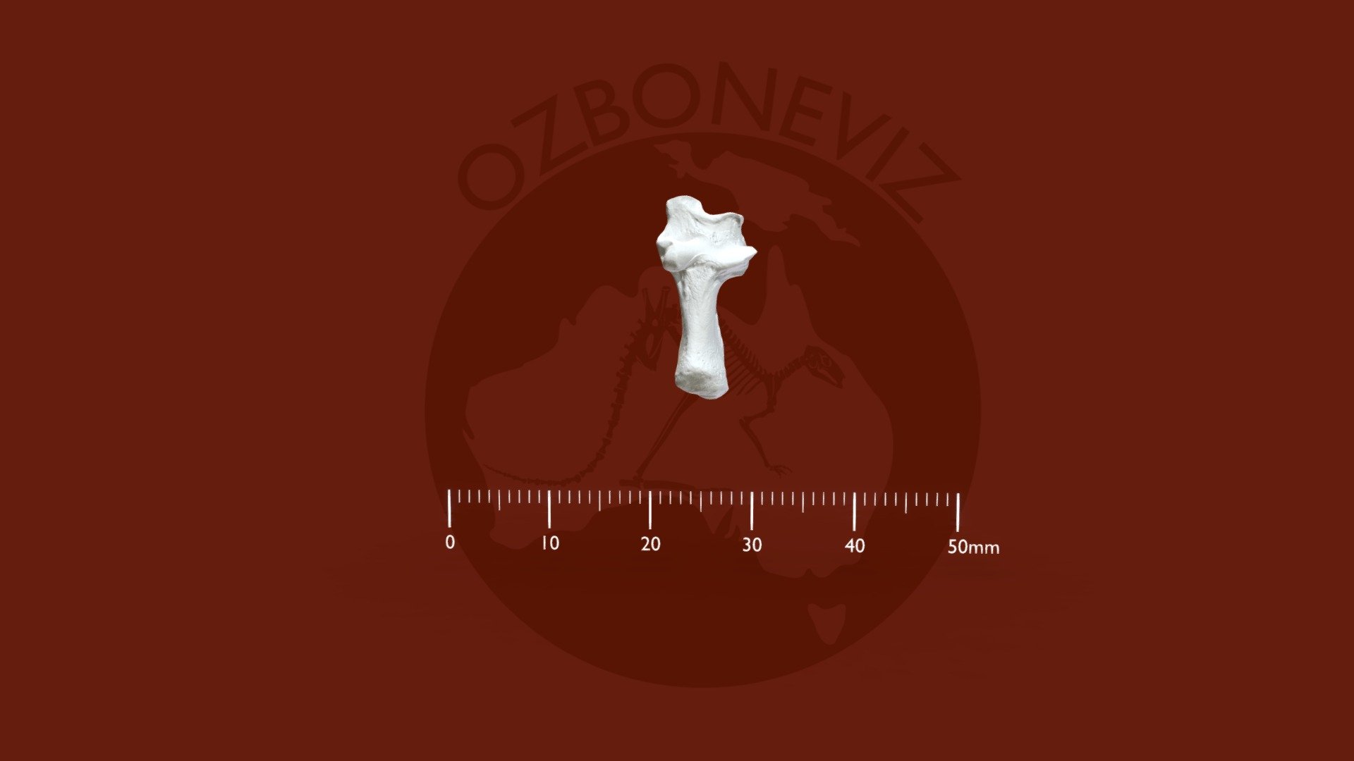 Woylie (brush-tailed bettong) calcaneus - 3D model by Ozboneviz ...