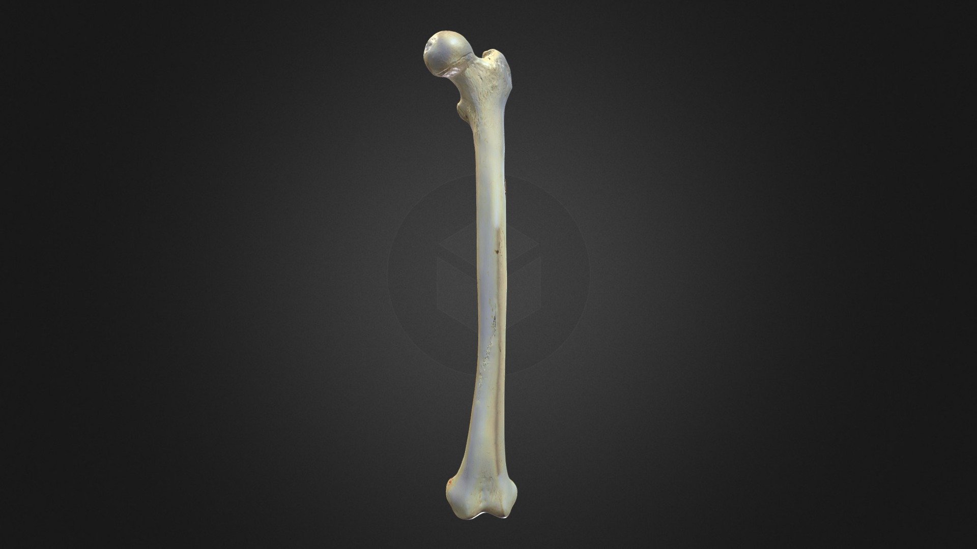 Human Femur - 3D model by UBC Medicine - Educational Media [886c48f ...