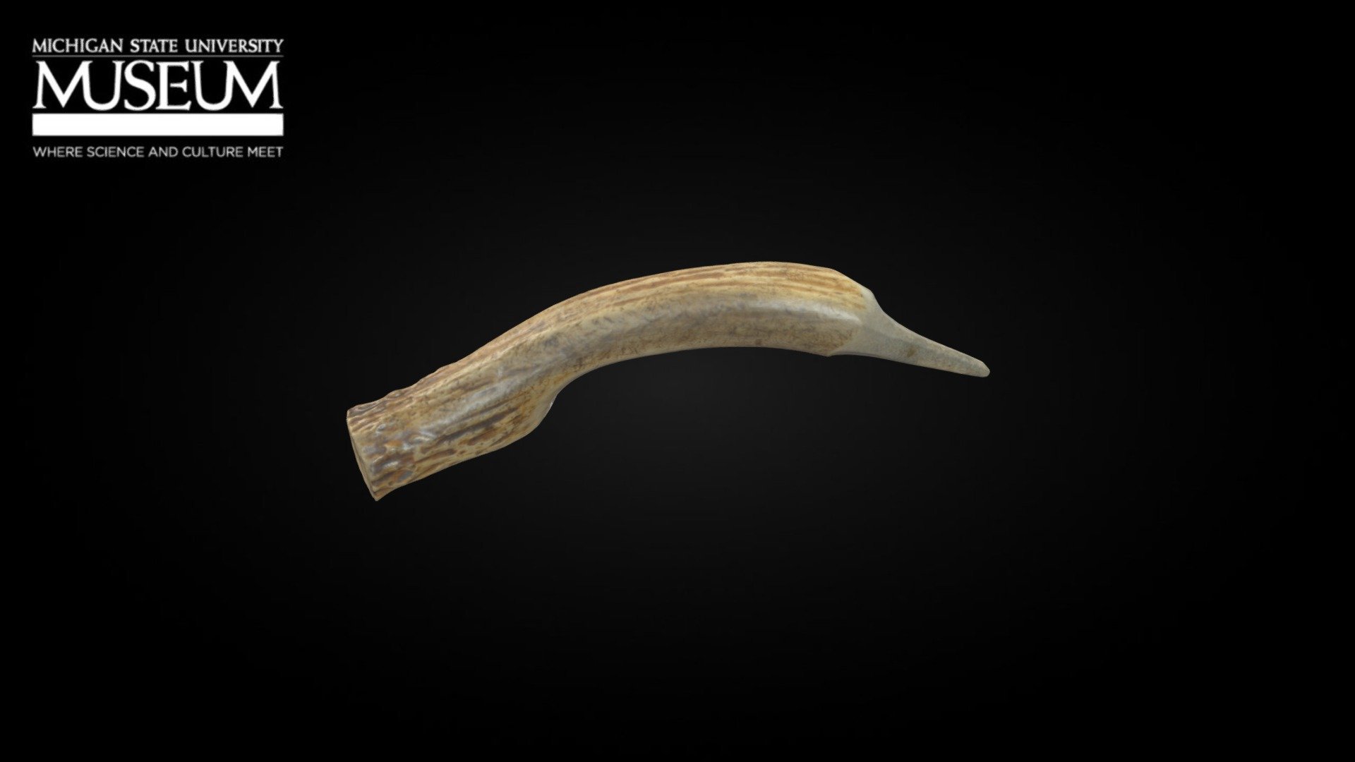 Replica Antler Pressure Flaking Tool - Download Free 3D model by MSU ...