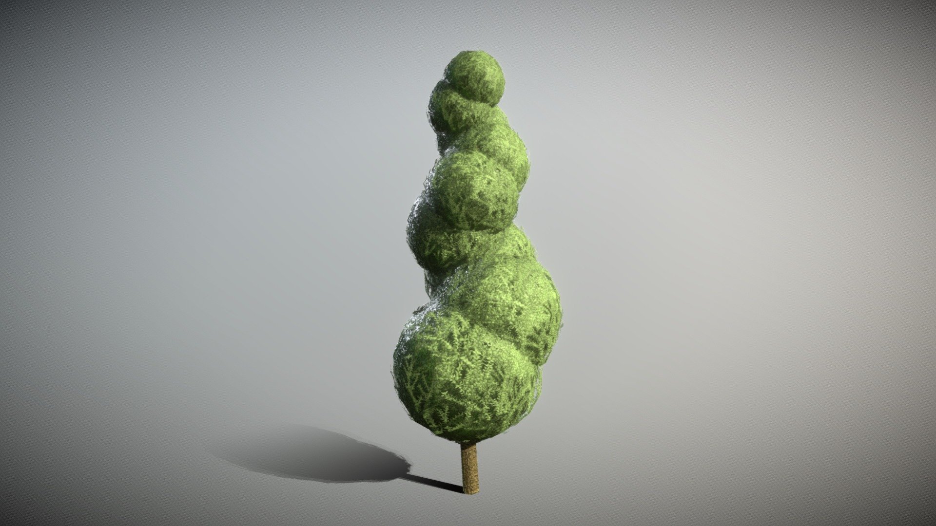 Boxwood Tree Version 7 - Buy Royalty Free 3D model by VIS-All-3D (@VIS ...