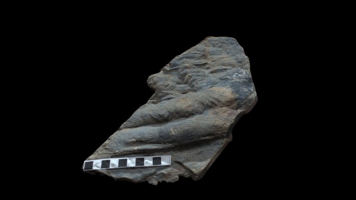 Tracefossil 3D models - Sketchfab