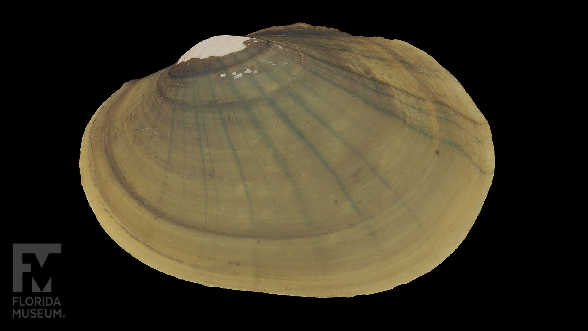 Rough Fatmucket - Freshwater Mussel - 3D model by FloridaMuseum ...
