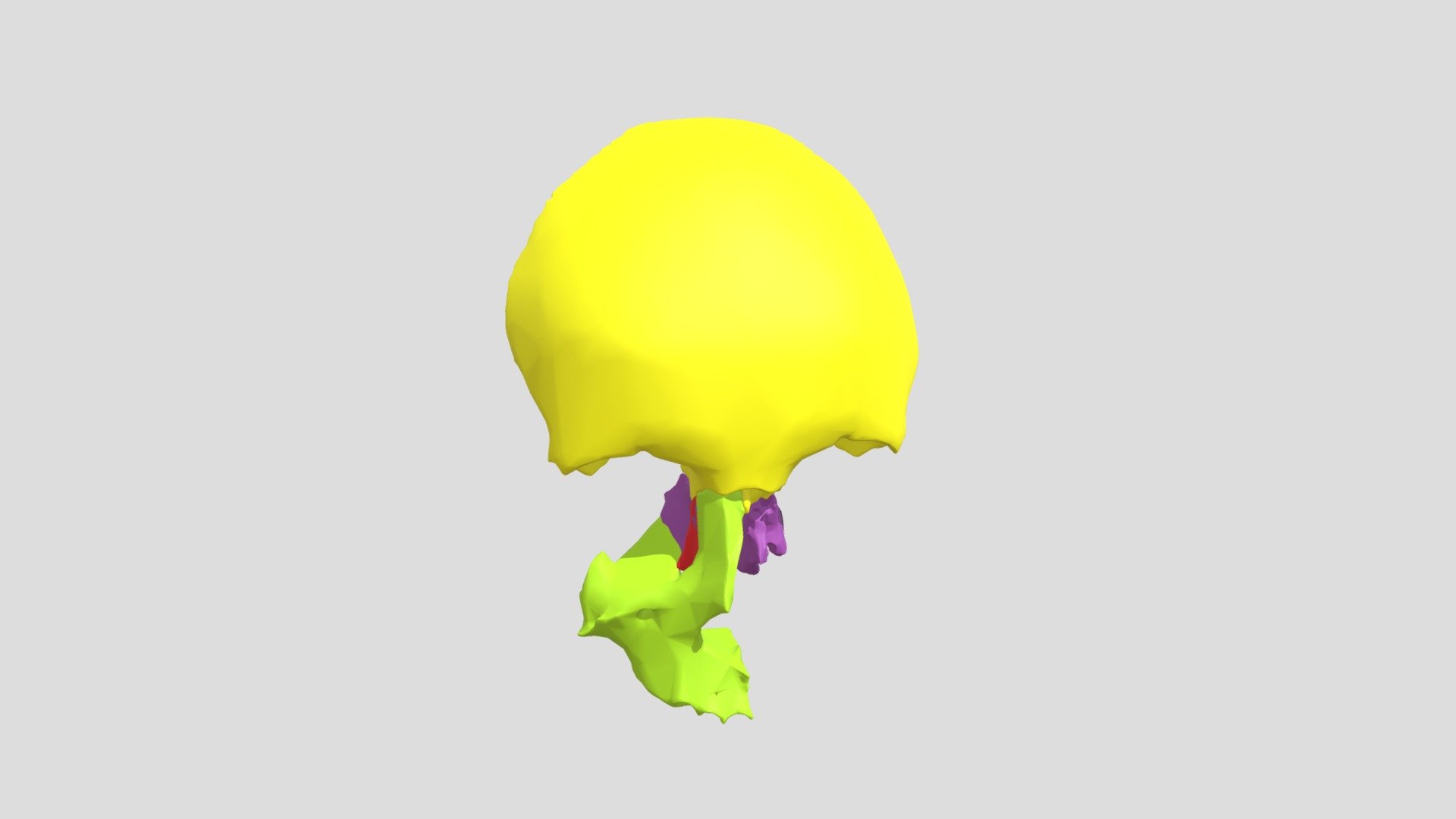 Os lacrymal - Rapports - Download Free 3D model by Laboratoire d ...