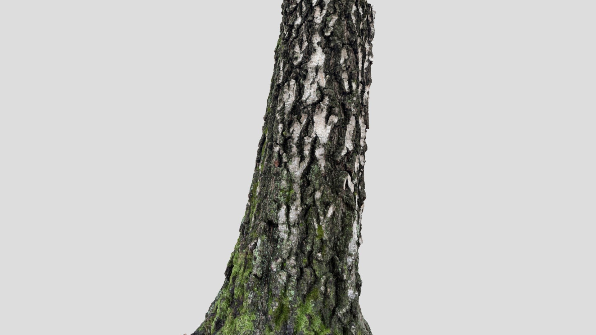 Tree Trunk 02 - RAW Scan - Buy Royalty Free 3D model by Modulus Scan ...