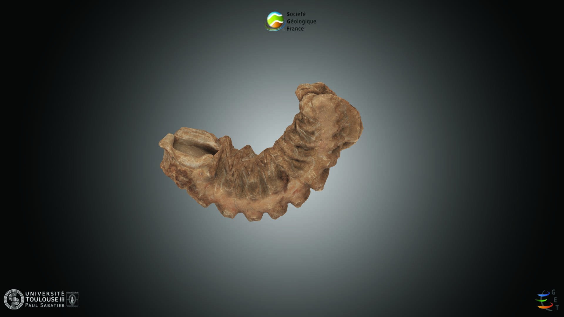 Bivalve - Lopha sp. - Download Free 3D model by Société Géologique de ...