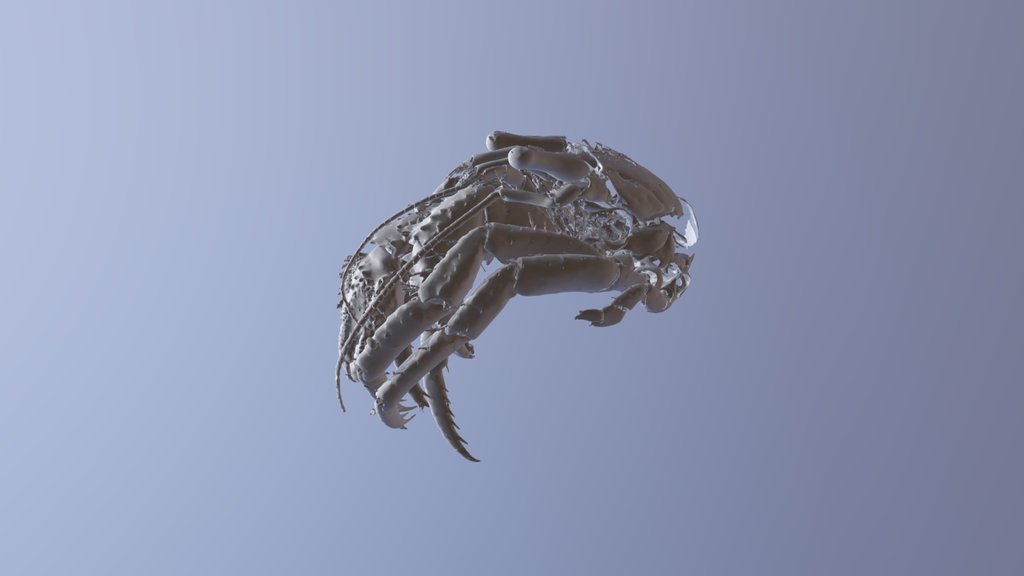 insects - A 3D model collection by Omassyx - Sketchfab