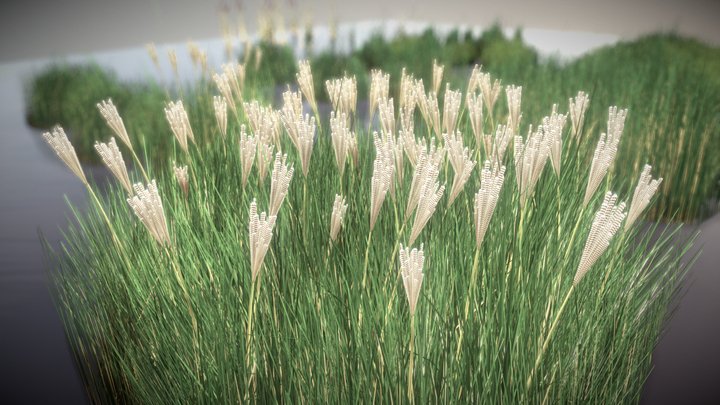 Phragmites-australis 3D models - Sketchfab