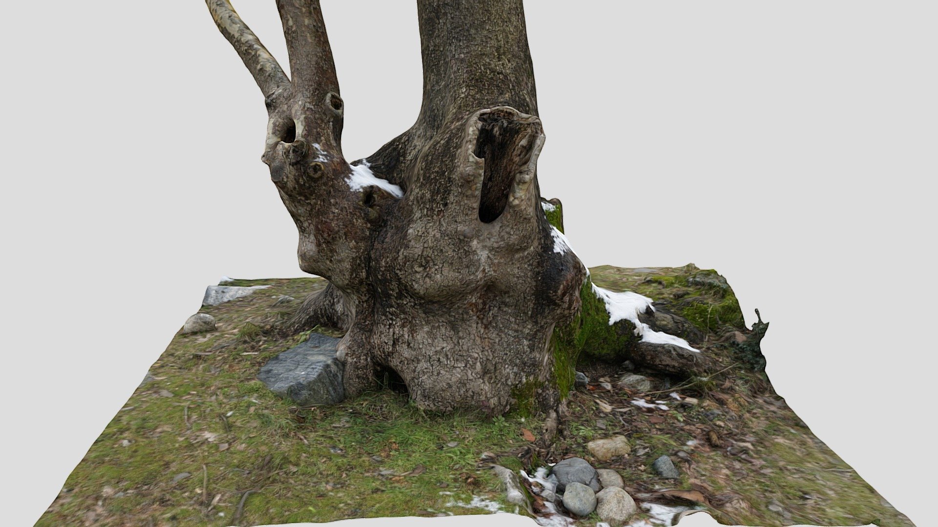 Snowy tree - Download Free 3D model by ScanLife [889fc8a] - Sketchfab